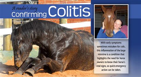 Confirming Colitis Brindabella Equine Mobile Veterinary Service