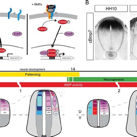 Pdf Dorsal Ventral Patterning Of The Neural Tube A Tale Of Three Signals