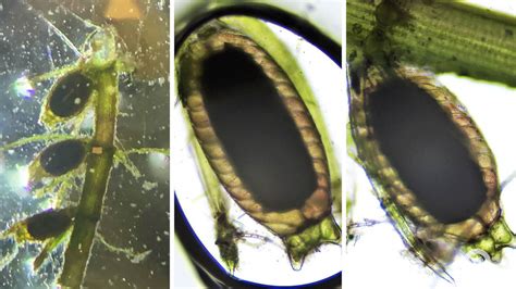 Chara Microscope Slide