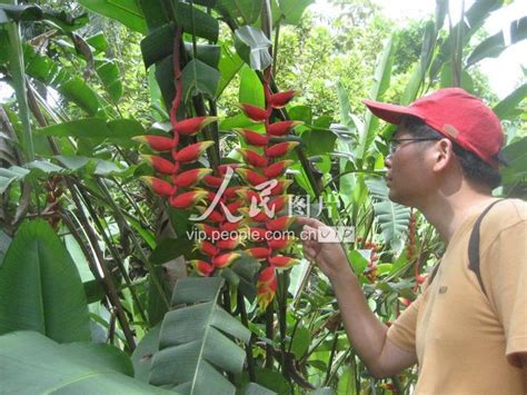 垂序蝎尾蕉 人民图片网