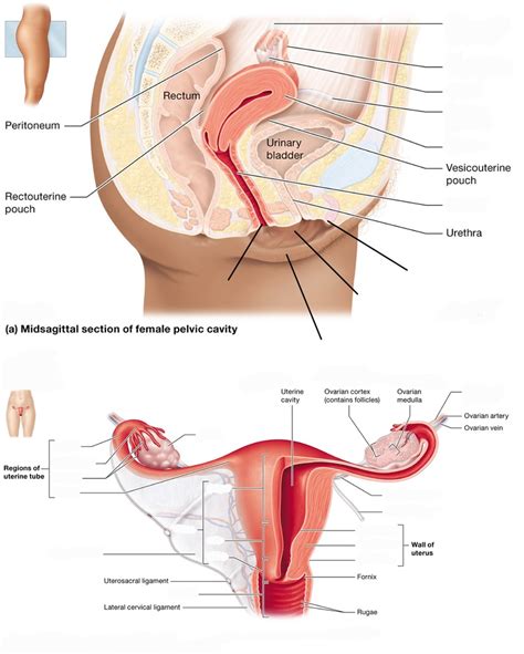 20 Reproductive Female Anatomy Diagram Quizlet