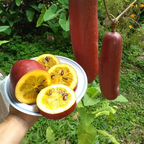 Rare Pepino Melon Etsy