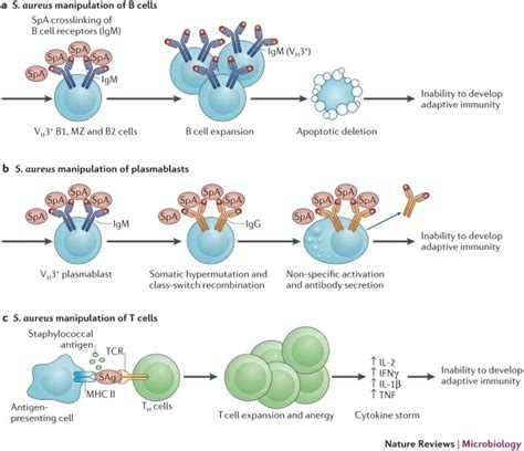 How Staph Aureus Manipulates Our Immune System To Cause Invasive