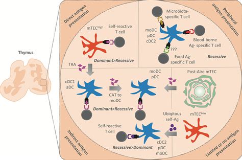 Self Antigen Anatomy Definition At Russell Weyand Blog