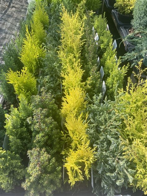 4x Dwarf Conifers Selection P9 Shaw Green Trees