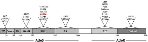Alterations In Ades And Ader Regulatory Proteins Substitutions Download Scientific Diagram