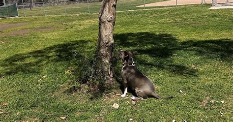 Apple Staring Intently At A Squirrel In The Tree Album On Imgur