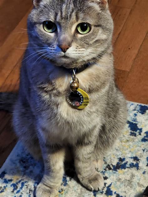 Nermal Being Adorable R Supermodelcats