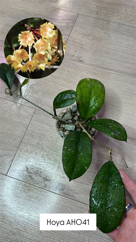 Pokojové Rostliny Hoya Ah 041 V Anorganice Eshoptropikcz