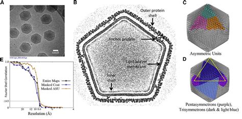 Cryo Em Map Of Sgiv A Micrograph Showing Several Sgiv Particles B