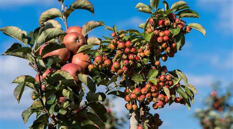Apple Tree Growth Stages How Fast Do Apple Trees Grow