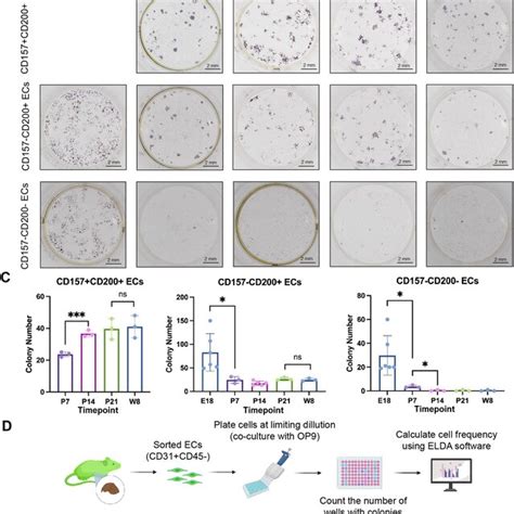 Trajectory Analysis Reveals Stem Cell Like Populations In Perinatal