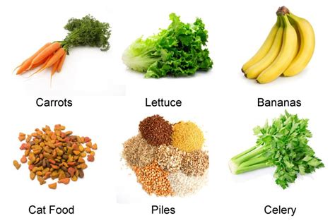 What Do Peacocks Eat Knowing These 5 Types Of Peacock Food