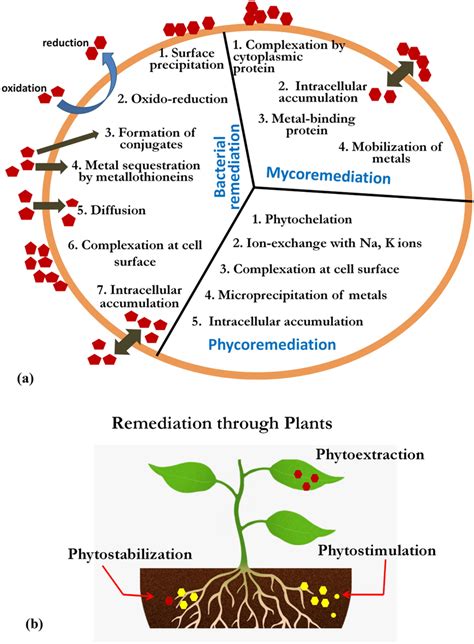 Bioremediation Bacteria