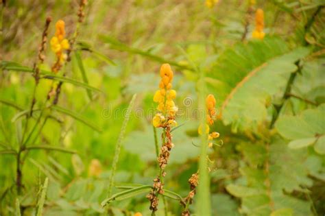 Ringworm Bush Flower Stock Image Image Of Colored Nature 300871579