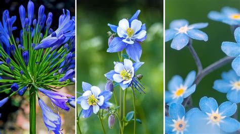 Flor Azul 11 Plantas Para Você Cultivar No Jardim