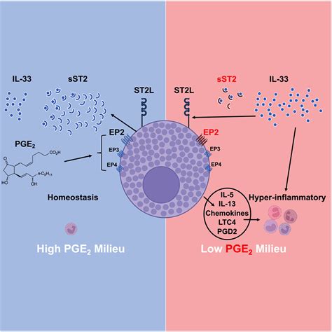 Mast Cells Control Lung Type 2 Inflammation Via Prostaglandin E2 Driven