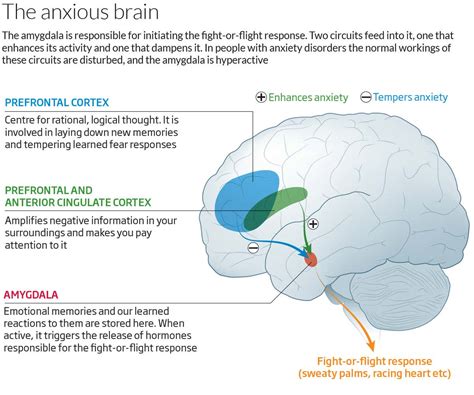 Why We Worry Understanding Anxiety And How To Help It New Scientist