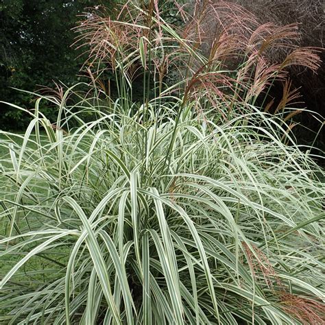 Variegated Maiden Grass Miscanthus Sinensis Variegatus Servescape