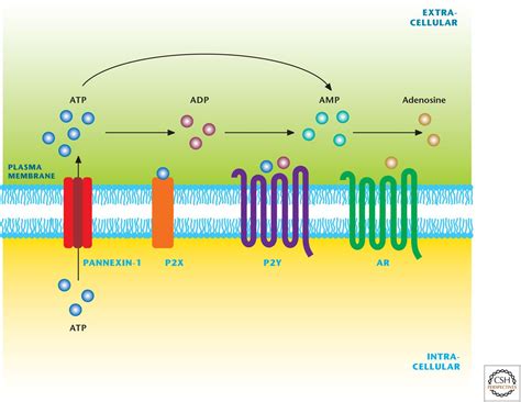 Nucleotide Metabolism