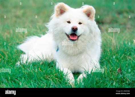Akita Inu Long Haired Stock Photo Alamy