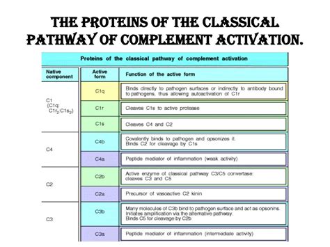 PPT Complement System PowerPoint Presentation Free Download ID