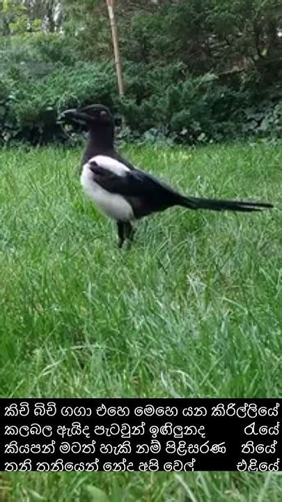 පටලැවිල්ල නිසඳැස් කවි Sinhala Nisadas Youtube