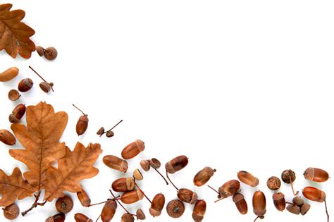 가을 구성 갈색 말린 잎과 흰색 배경에 고립 된 도토리로 만든 프레임 템플릿 모형 가을 할로윈 추수 감사절 개념을 수확 플랫 레이 상단 보기 복사 공간 배경 0명에 대한