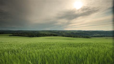 Tall Grass Field Wallpaper