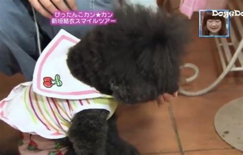 新桓結衣在節目裡餵泰迪，泰迪突然發大招，女神笑到背過氣去 每日頭條