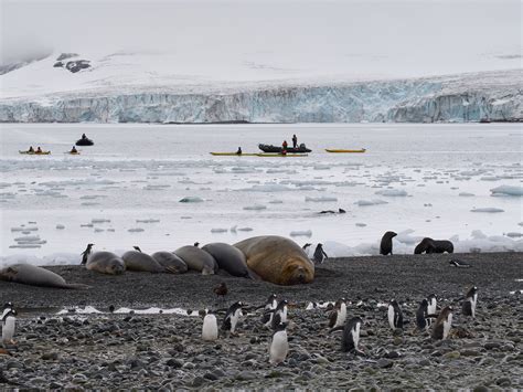 Antarctica Penguins Seals Ice And People We Visited The Flickr