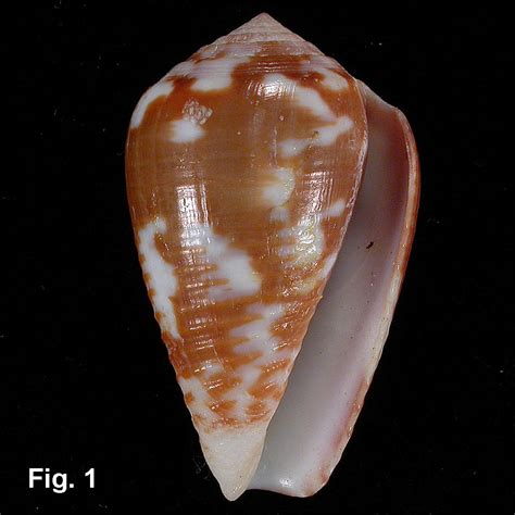Conus Catus