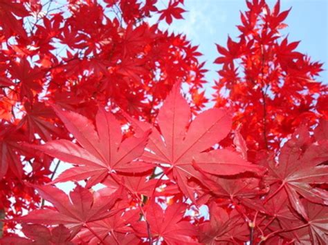 How To Trim Shape A Red Maple Tree Ehow