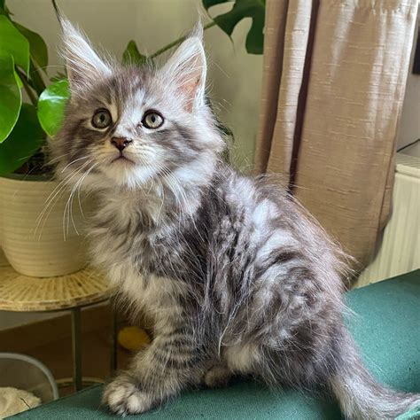 Chatons De Race Maine Coon à Vendre En France