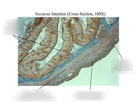 Bio Lab Exam Epithelial Tissue Diagram Quizlet