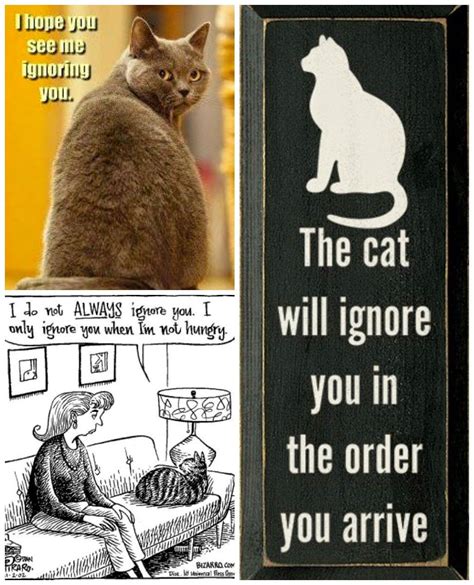 A To Z And Cat Thursday Ignoring You Nods Cats Cat Jokes Crazy Cats