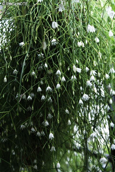 Fiche Rhipsalis Cassutha