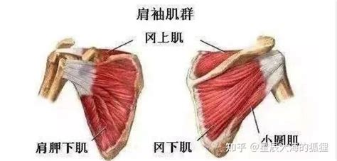 肩关节上举运动的肌动学思考 知乎