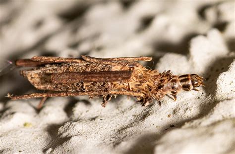 Vroege Vogels Foto Geleedpotigen Vermomming