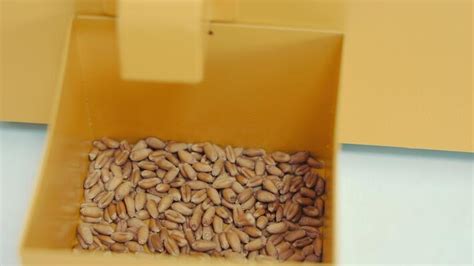 Wheat Processing Stock Video Footage For Free Download