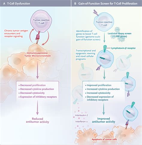 Cytotoxic T Cells Cancer