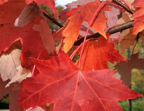 Freemans Maple The Morton Arboretum