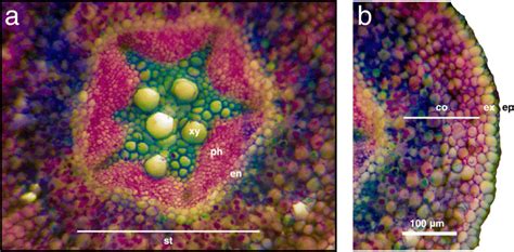 Bright Field Light Microscopy Photograph Of A Fresh Root Cross Section Download Scientific