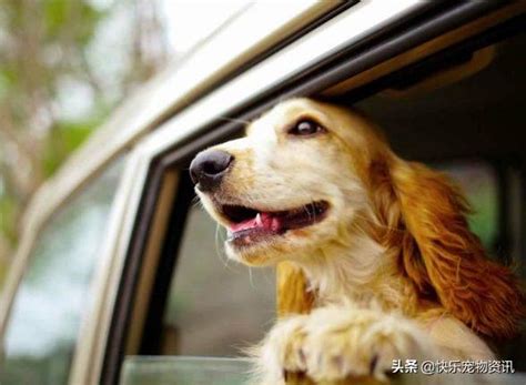 帶寵物乘車，需要注意些什麼？ 每日頭條