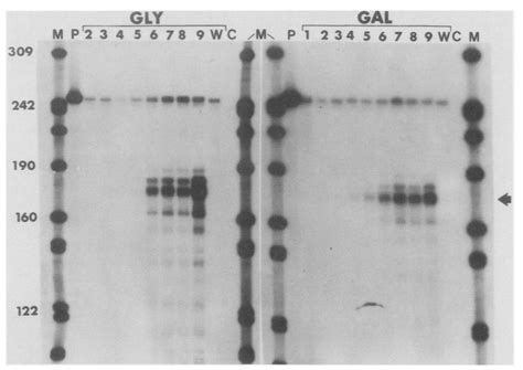 S1 Mapping Of Rna Made In Vivo From Uasc Gali Lacz Fusions Total Download Scientific Diagram