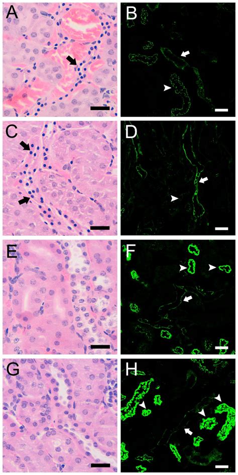 Hematoxilin Eosin Staining A C E And G And Confocal Microscopy