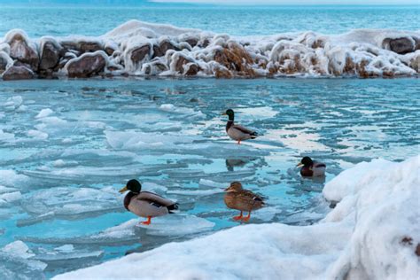 5 1 Reasons Why Lake Balaton Is A Must Visit Destination In Winter