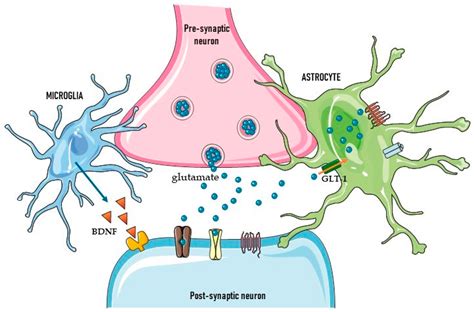 Neuronal Glia Interactions In Huntington39s Disease