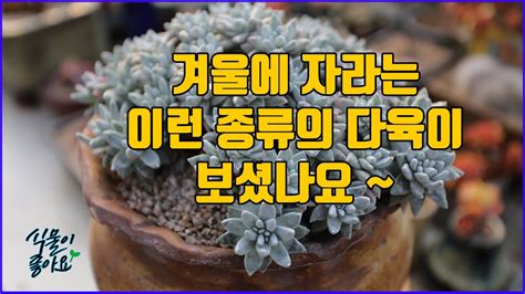 겨울에 자라는 다육이 종류 추천 베스트 Youtube