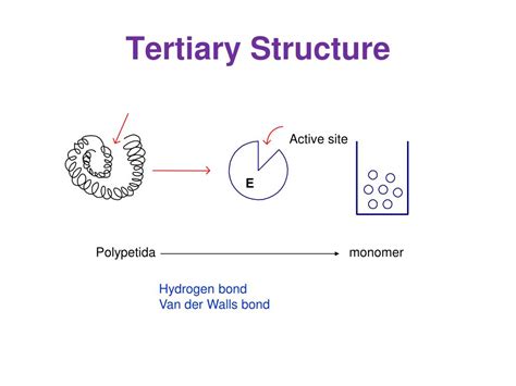 Enzyme Denaturation Tertiary Structure At Margaret Bower Blog